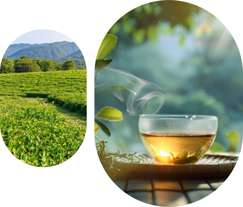 Nathmulls Tea of Darjeeling - Trademark Registered Online Tea Store ...