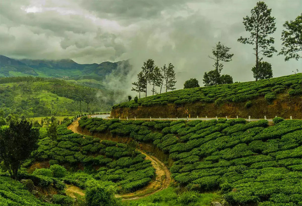 Nathmulls Tea of Darjeeling - Trademark Registered Online Tea Store ...